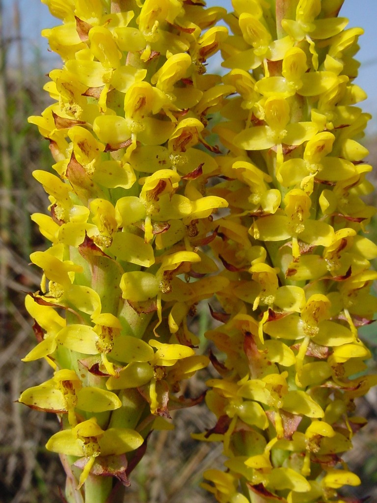 Golden Cob Disa from (South) Uthungulu DC, South Africa on September 15 ...