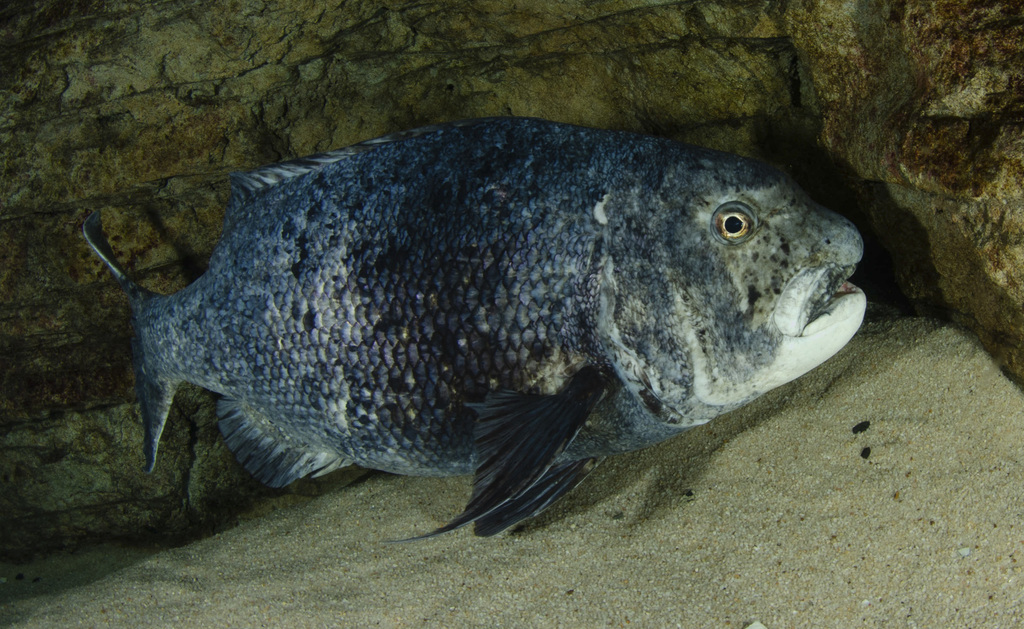 Black Musselcracker (Cymatoceps nasutus) - Marine Life Identification