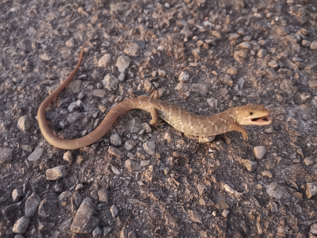 Texas Alligator Lizard from Ocampo, Coah., México on May 29, 2020 at 08 ...