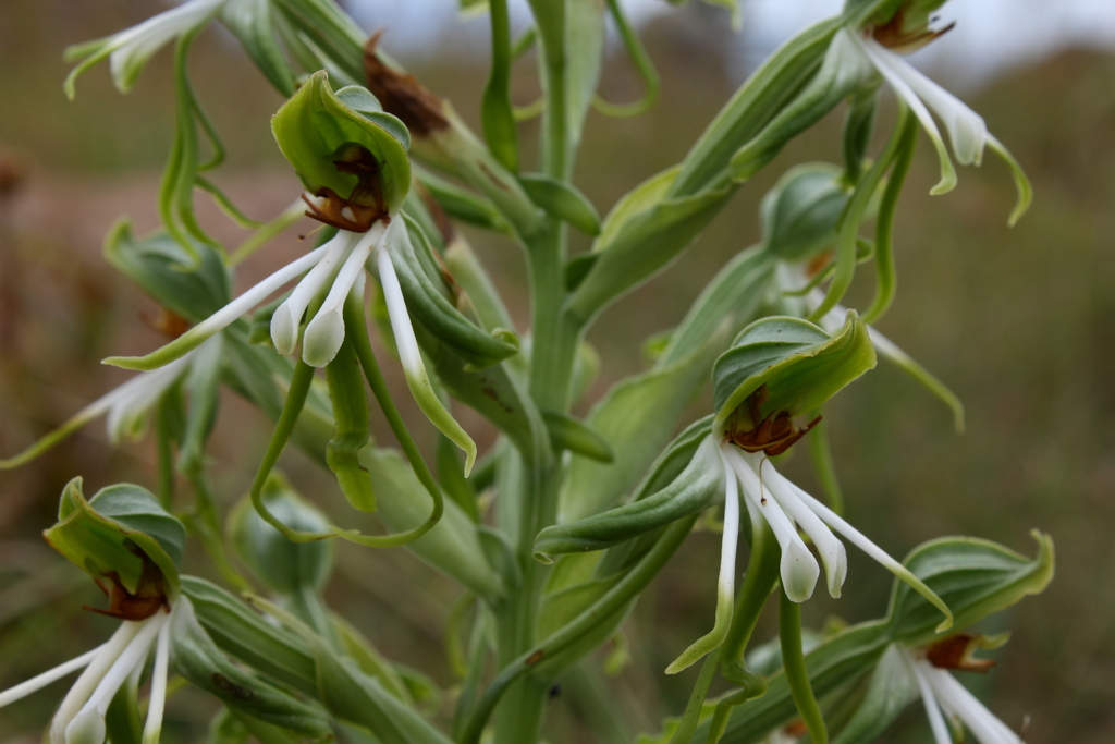 Green Woodorchid from Ntinini Nature Reserve, Ogazini, South Africa on ...
