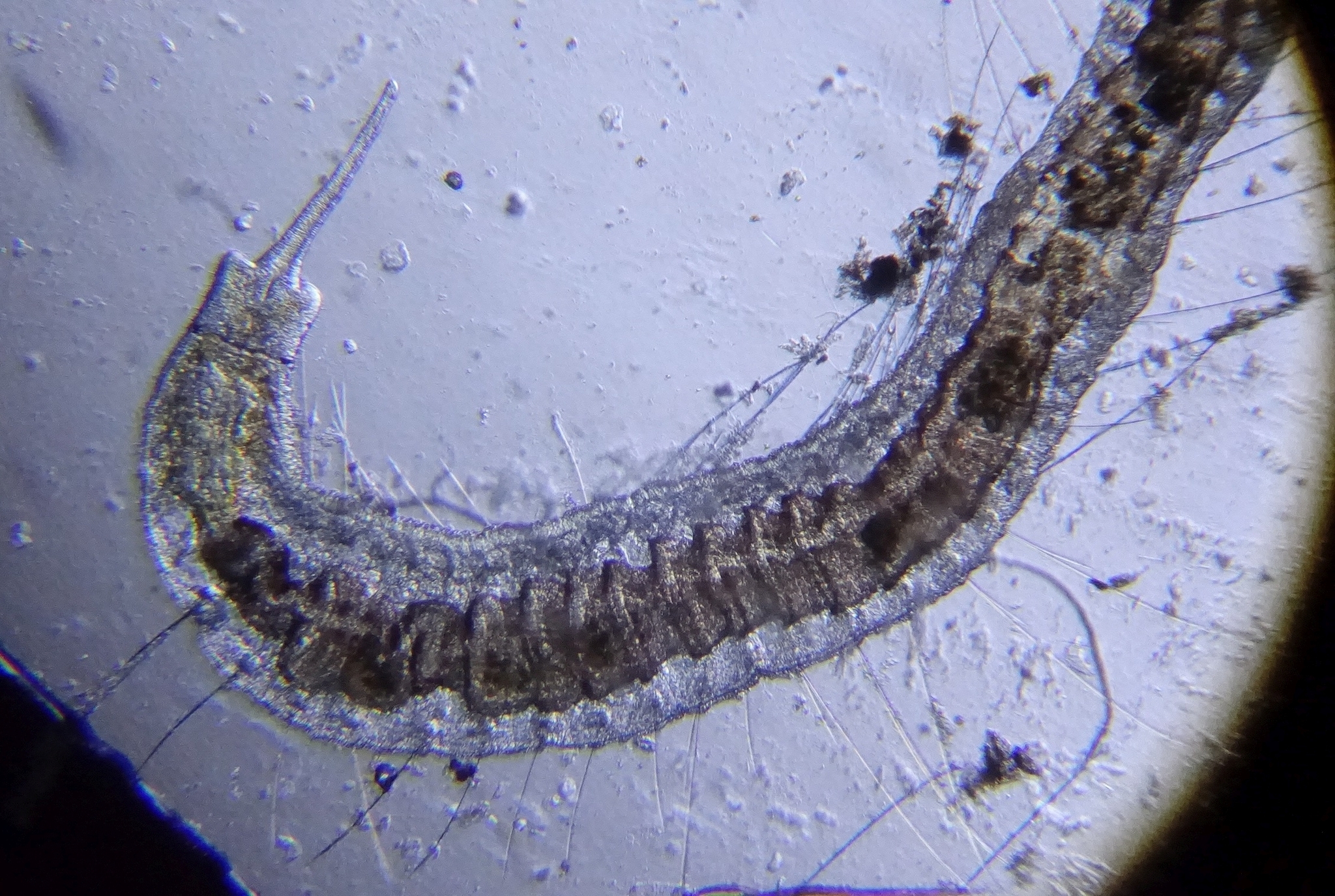 Stylaria lacustris (Linnaeus, 1758)