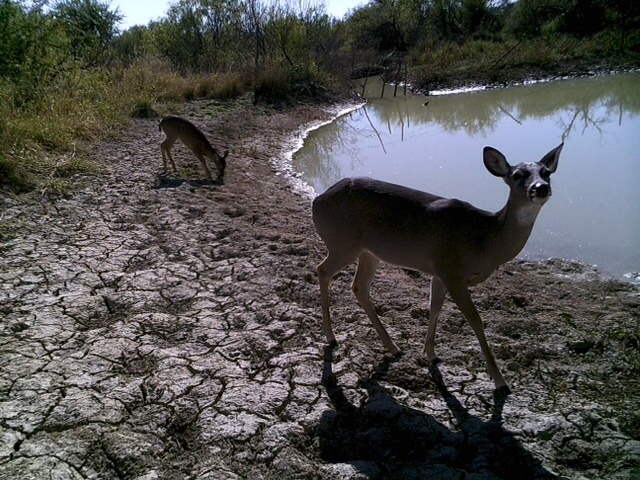 White-tailed Deer from Mina, NL, MX on April 12, 2011 at 02:24 PM by ...
