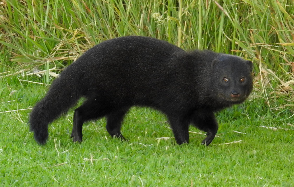 Marsh Mongoose from Kleinmond, South Africa on December 12, 2017 at 04: ...