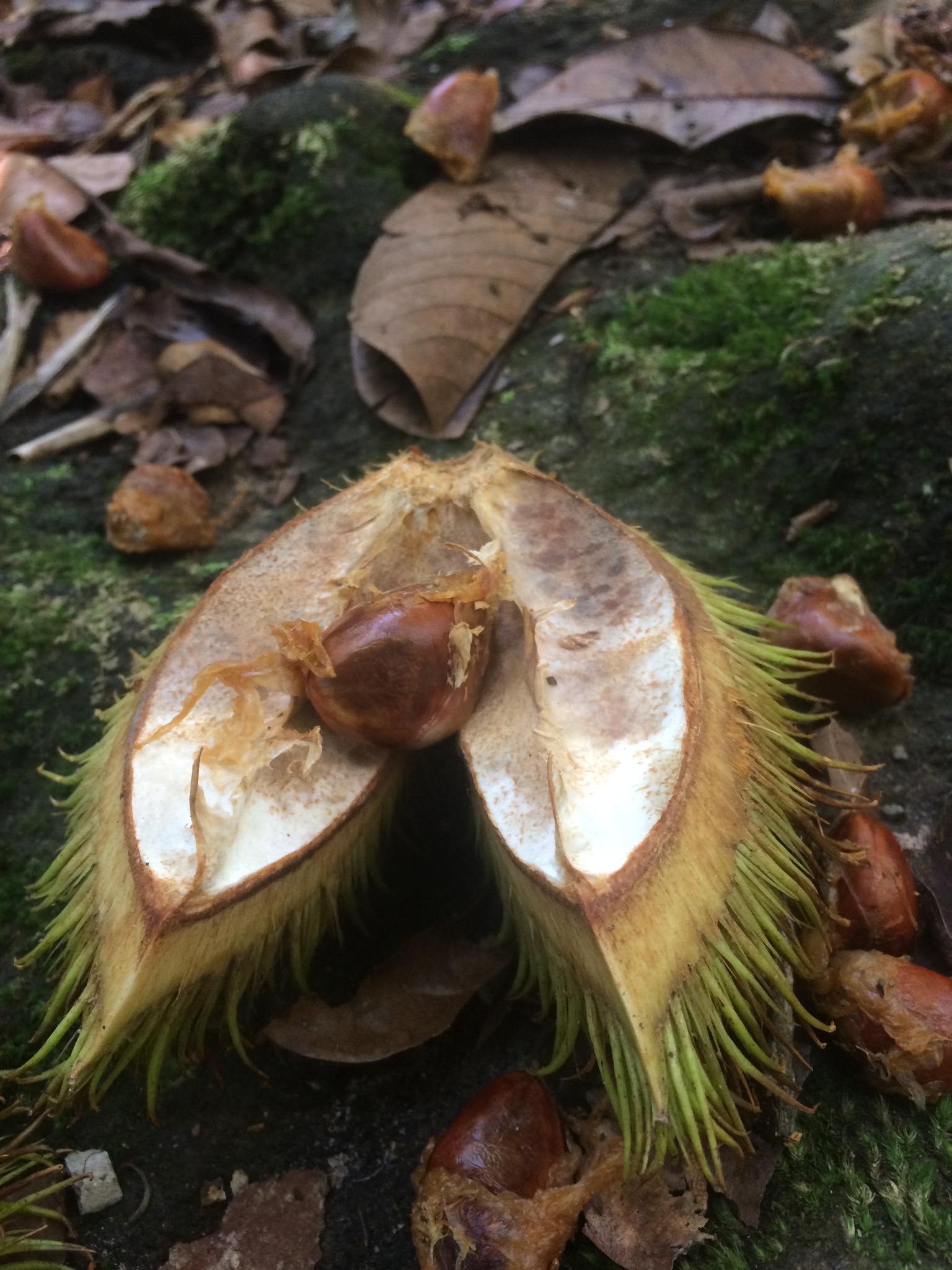 Cullenia exarillata A.Robyns