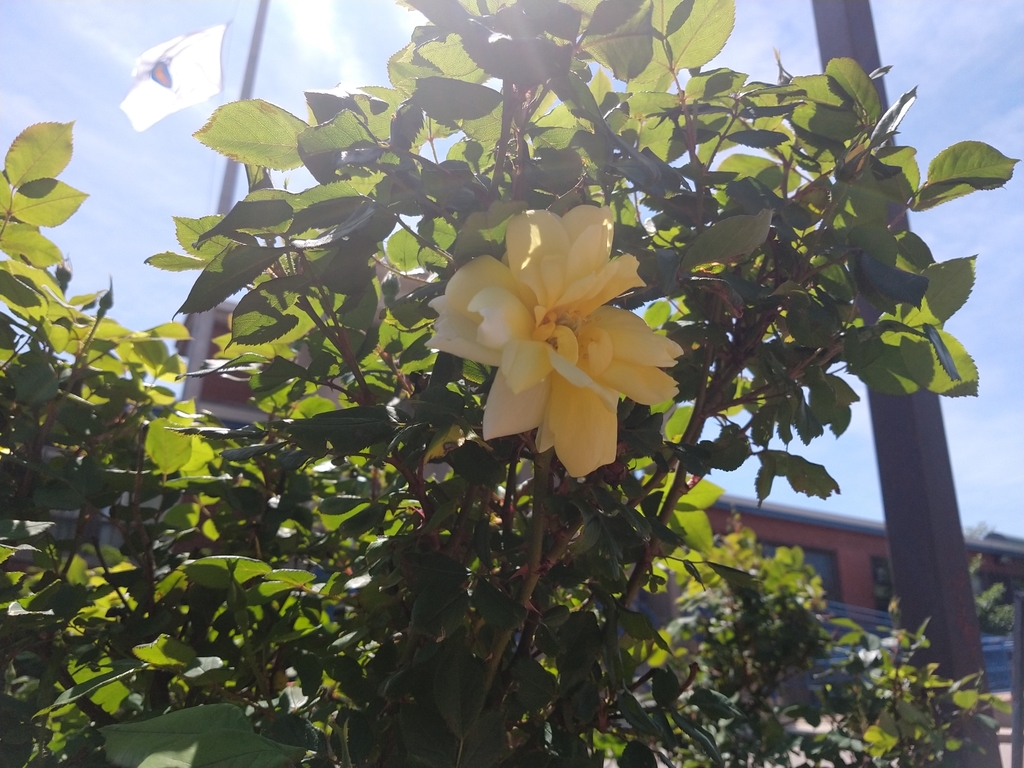 roses from Boston, Massachusetts 02125, EE. UU. on May 30, 2020 at 11: ...