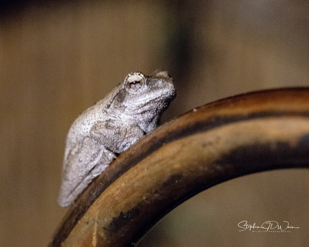 Grey Foam-nest Tree Frog from South Luangwa National Park, Zambia on June 21, 2019 at 05:31 PM ...