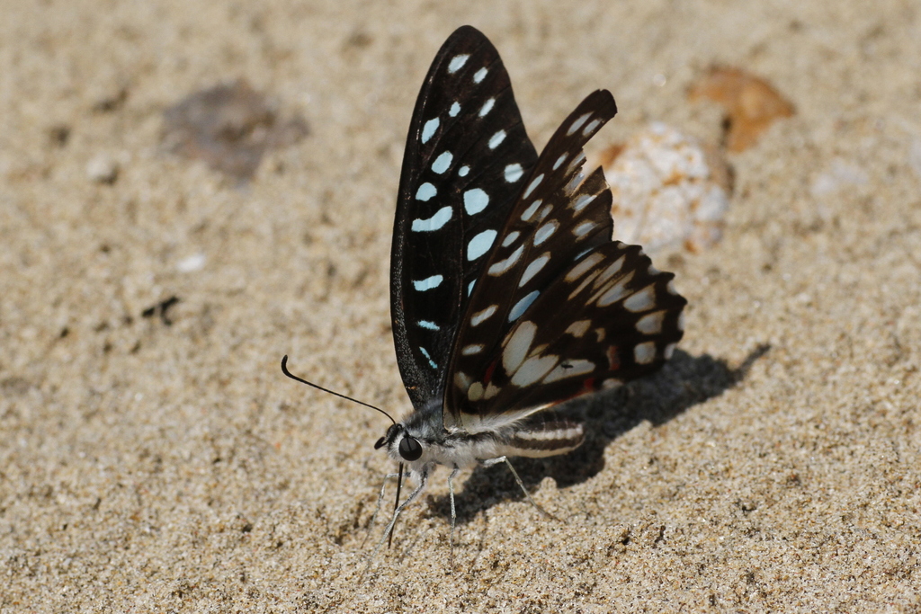 Graphium sallastius from Komodo Island, Komodo, West Manggarai Regency ...