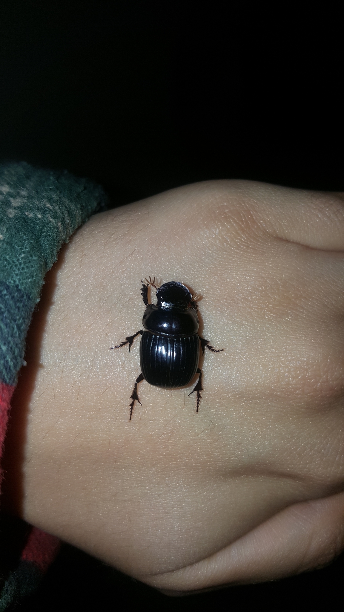 Dichotomius belus (Harold, 1880)