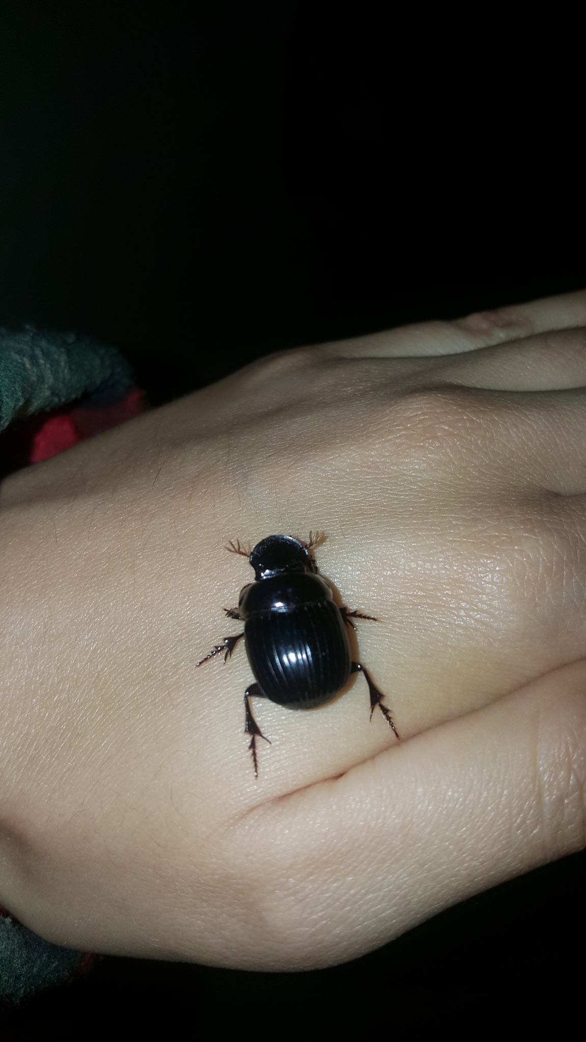 Dichotomius belus (Harold, 1880)