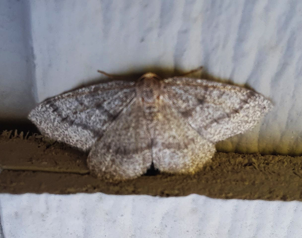 Curved-lined Looper Moth from Centre County, PA, USA on May 26, 2020 at ...