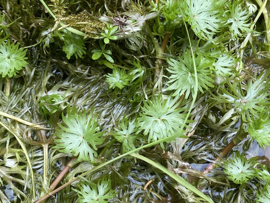 Small Yellow Water-crowfoot in May 2020 by Ian Bryson · iNaturalist
