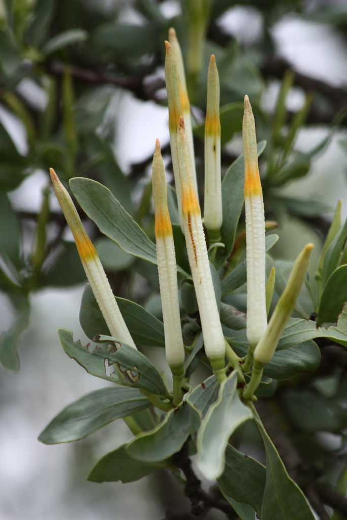 Natal Mistletoe (Magnoliopsida (Dicots) of the Mfolozi River catchment ...