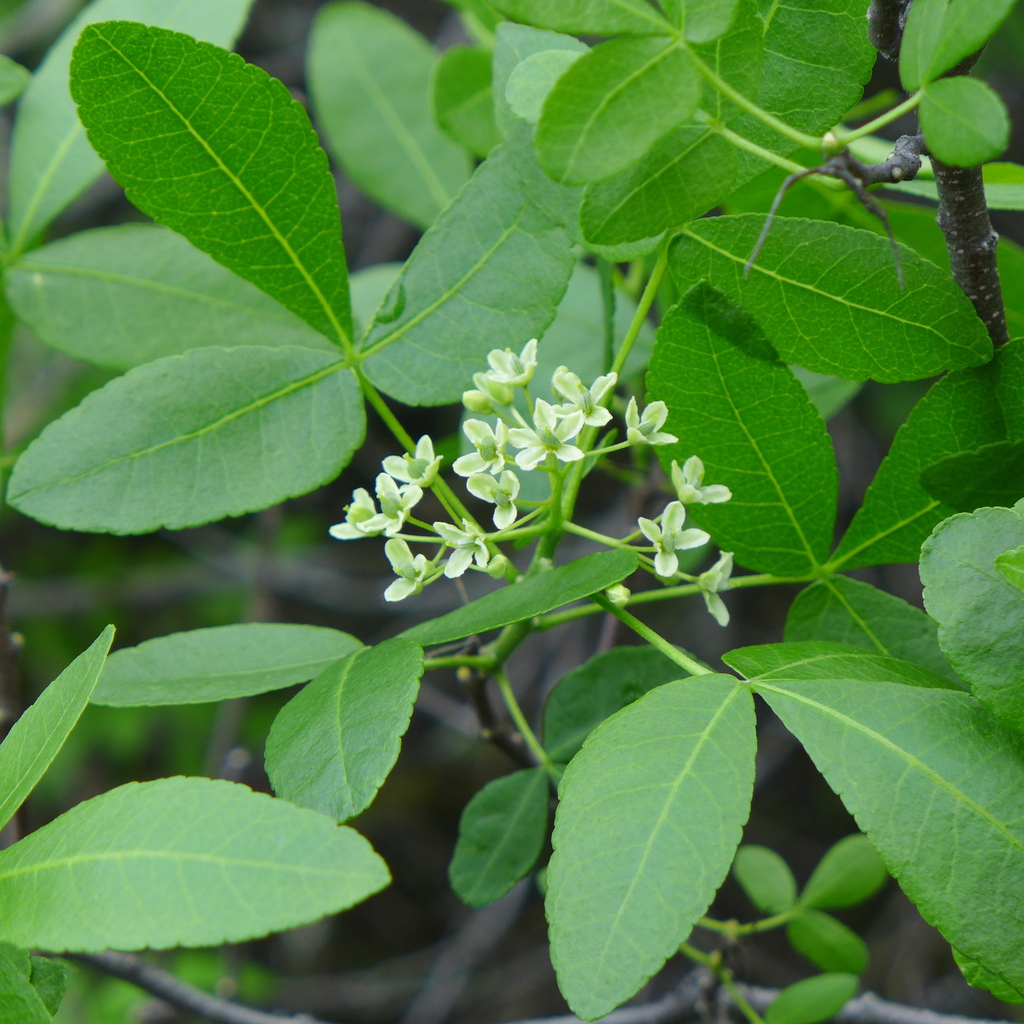 citrus family (Rutaceae) - Botanical Realm