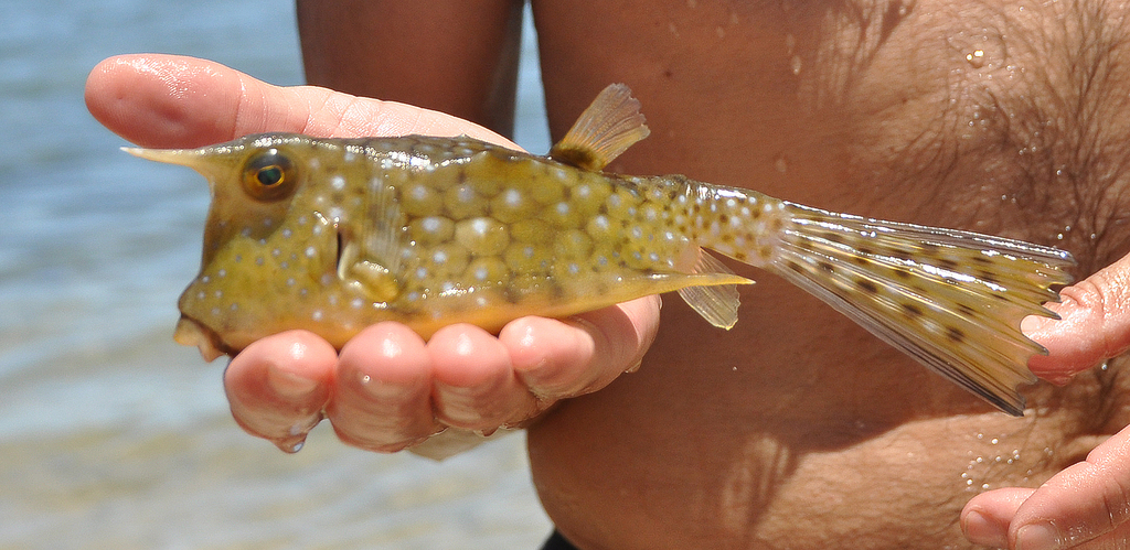 Longhorn Cowfish (Lactoria cornuta) - Marine Life Identification