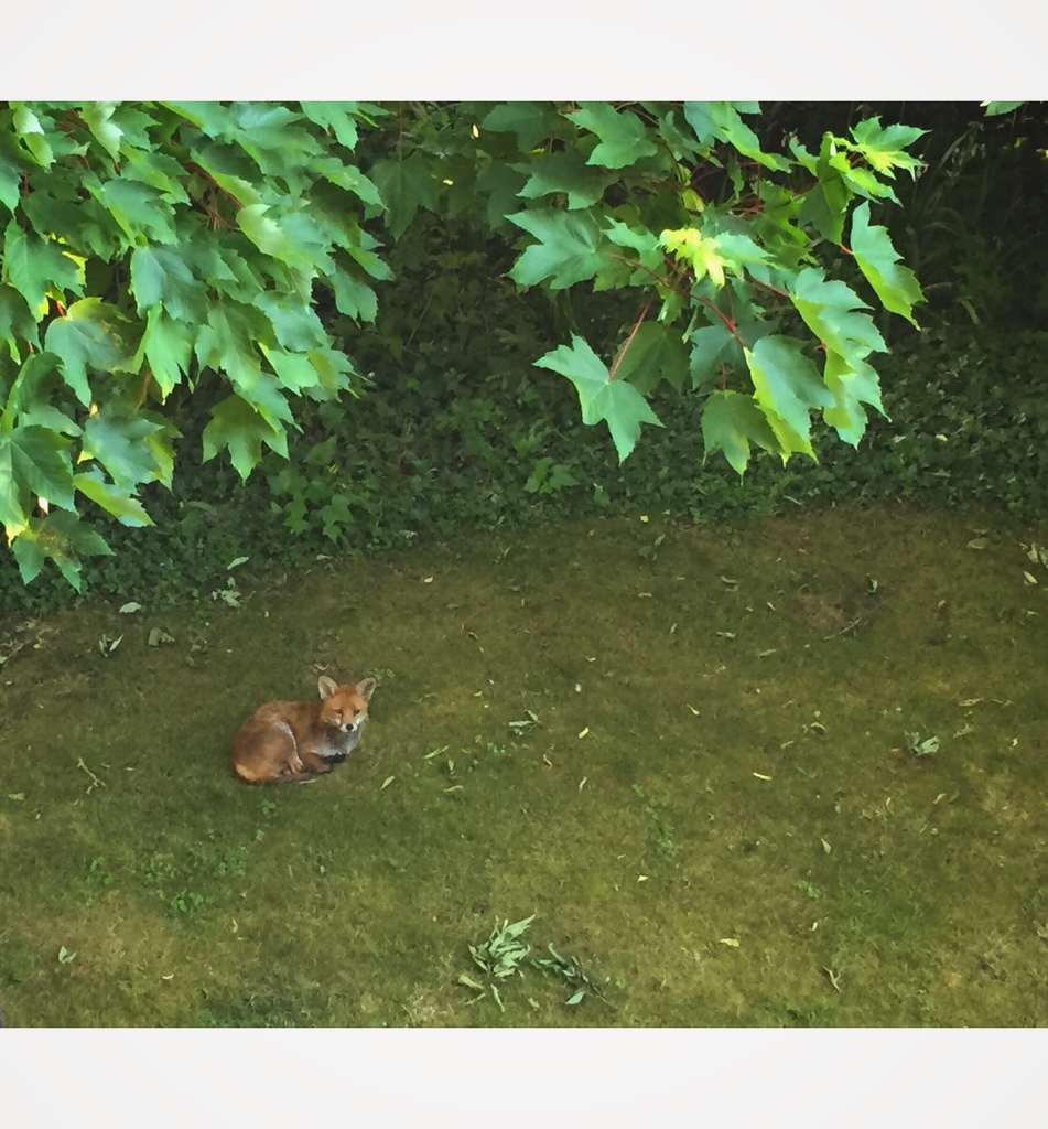 Red Fox from Great Britain, Oxford, England, GB on May 28, 2020 at 06: ...