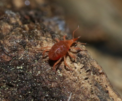 Genus Bdella · iNaturalist
