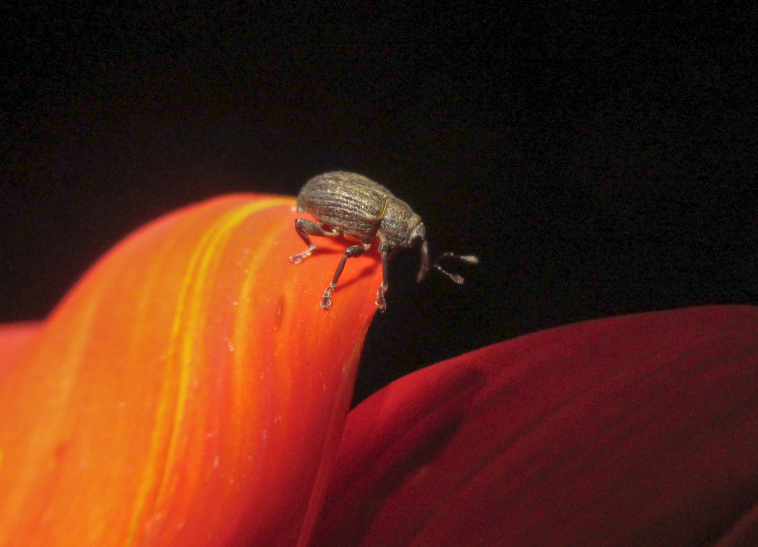 Neochetina eichhorniae Warner, 1970