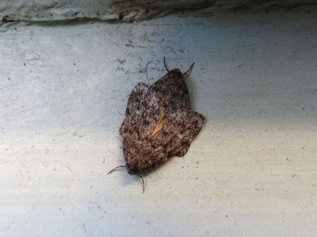 Halone consolatrix from Newmarket, Flemington VIC 3031, Australia on ...