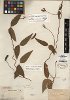 Vigna longifolia (Vines and Climbing plants of Puerto Rico and the ...