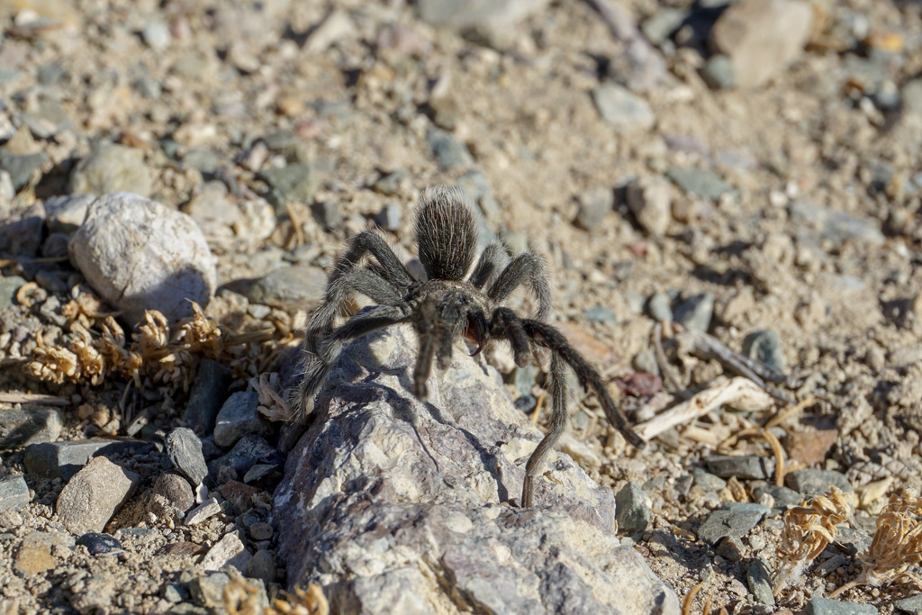 Desert Tarantula from Esmeralda County, NV, USA on September 30, 2016 ...
