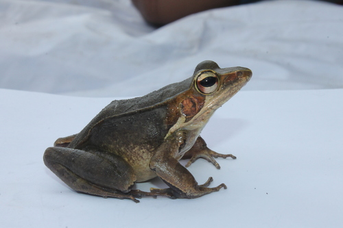 Género Humerana · iNaturalist Mexico