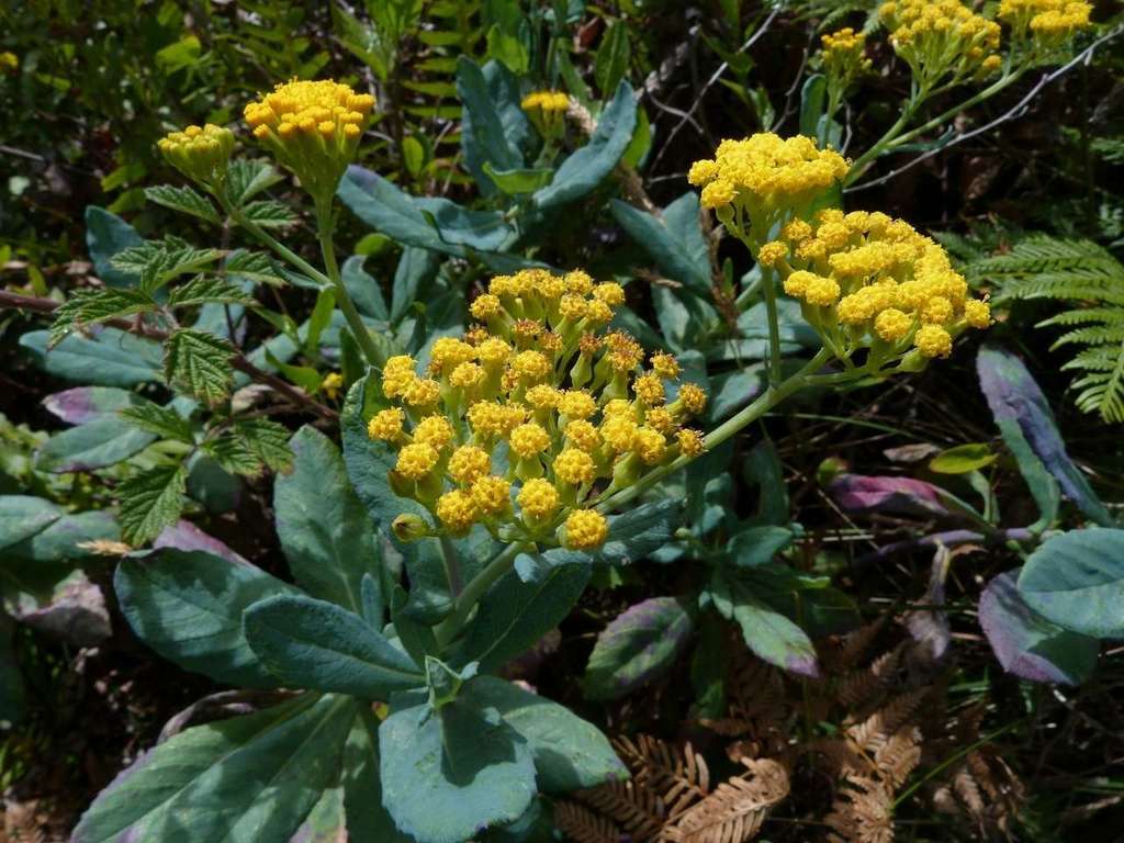 Scented Groundsel (Senecio odoratus) - Botanical Realm