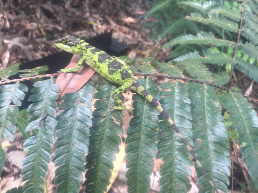 Okinawa Tree Lizard in May 2017 by Fish White · iNaturalist