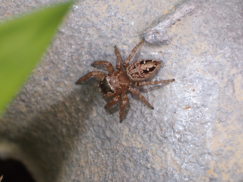 Four-dotted Grass Spider from Lin Fa Tei, Hong Kong on May 03, 2017 at ...