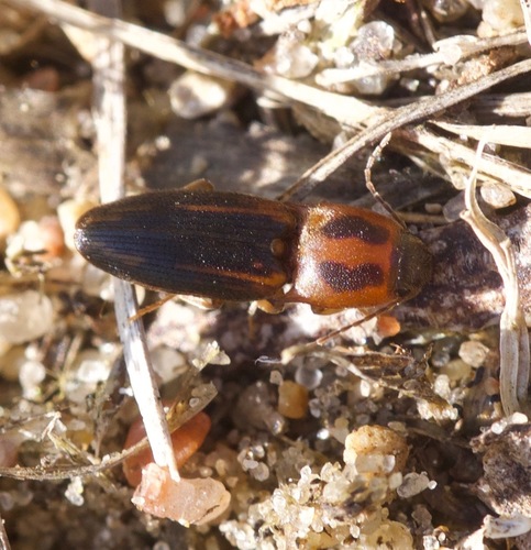 Audible Click Beetle (Conoderus auritus) wildspecies.ca