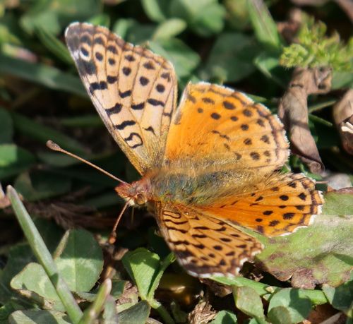 Doncella Común (Insectos en huertas y jardines de Bariloche) · iNaturalist