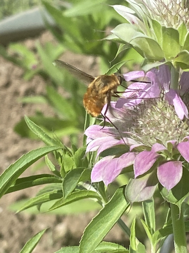 Greater Bee Fly from Twin Creek Dr, Georgetown, TX, US on May 30, 2020 ...