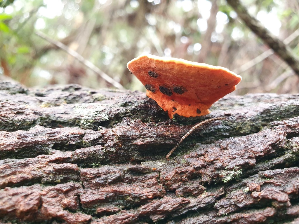 Southern Cinnabar Polypore from Mount Pleasant, Saratoga NSW 2251 ...