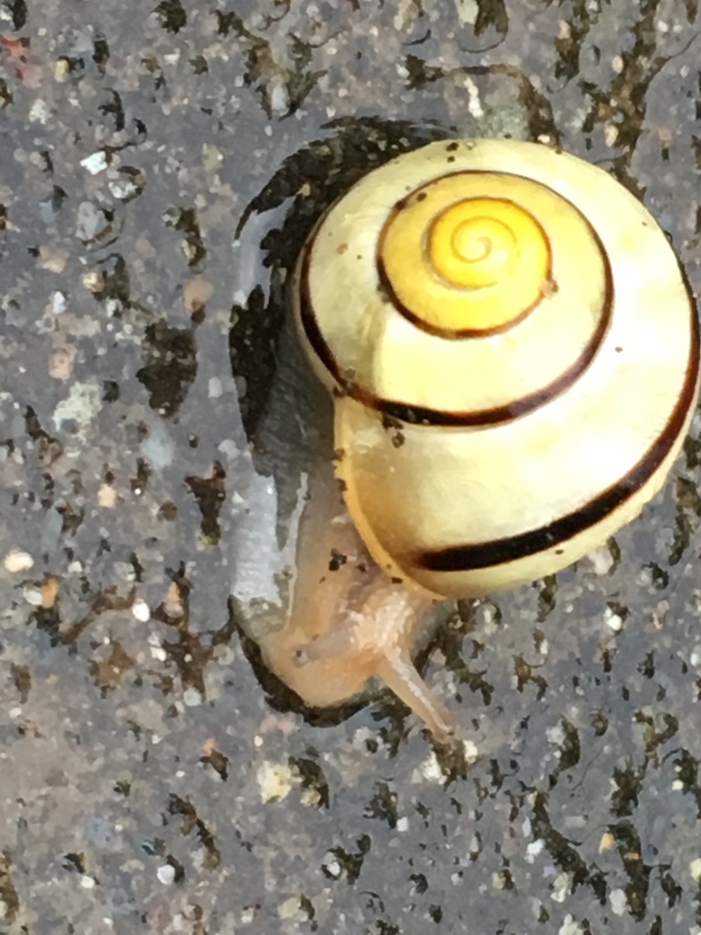 Brown-lipped Snail from Rainier Beach, Seattle, WA, USA on May 30, 2020 ...