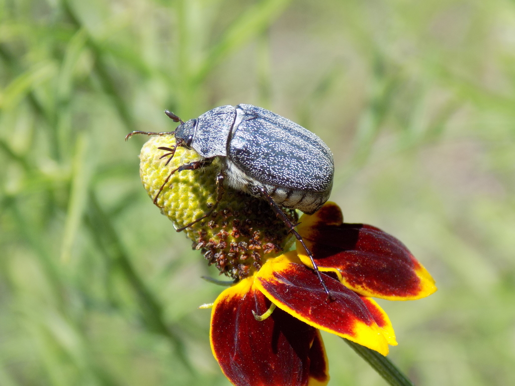 brown scarab beetle (Bugs of Roxborough State Park) · iNaturalist