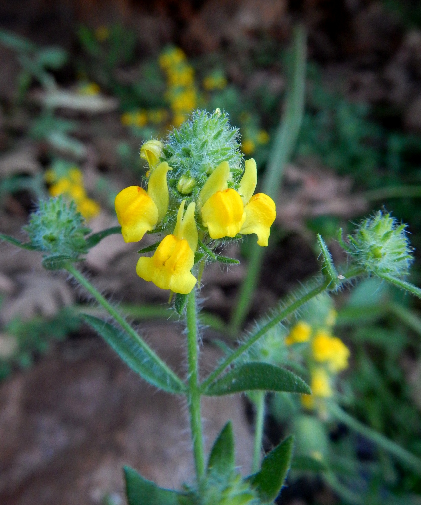 Linaria saxatilis (L.) Chaz.
