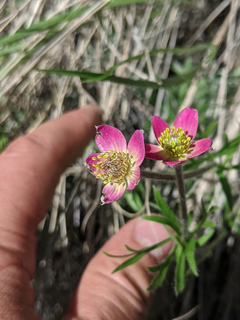 Cutleaf Anemone in May 2020 by Chloe and Trevor Van Loon · iNaturalist