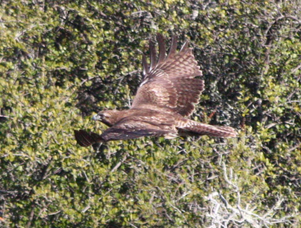 Red-tailed Hawk from jasper ridge biological preserve on January 12 ...