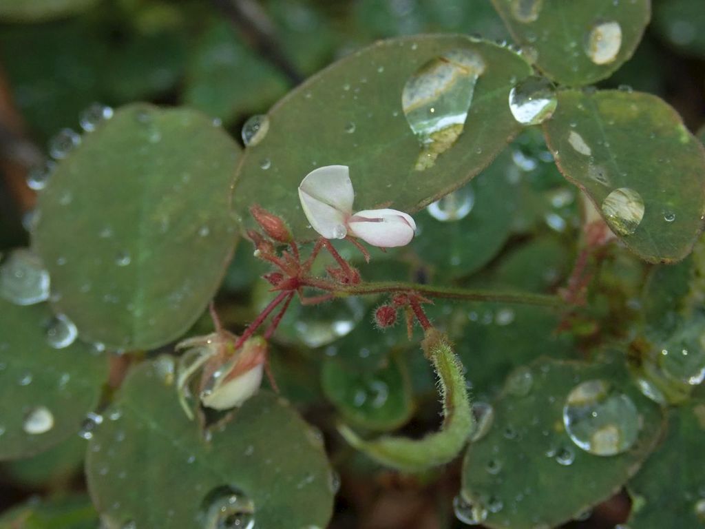 Samoan clover from Cairns - Barron, Queensland, Australia on May 23 ...