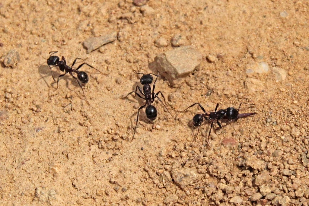 Andre's Harvester Ant from Twin Gates, Joseph D. Grant County Park ...