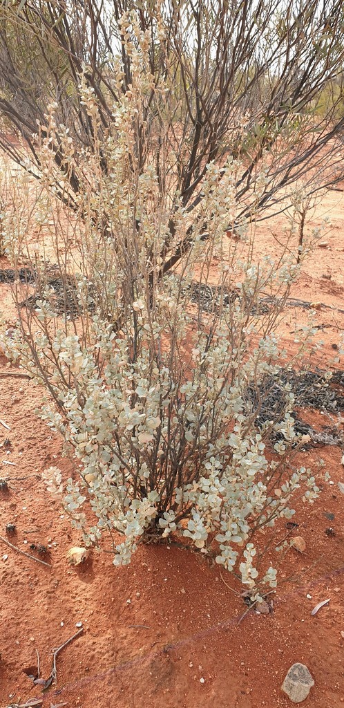 Saltbushes from Wilgena SA 5719, Australia on May 25, 2020 at 02:59 PM ...