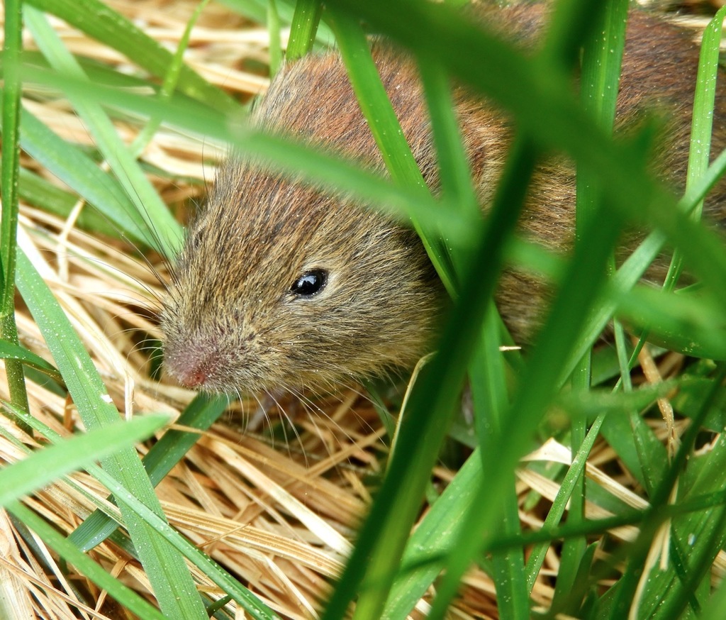 Northern Red-backed Vole from College, AK 99709, USA on May 30, 2020 at ...