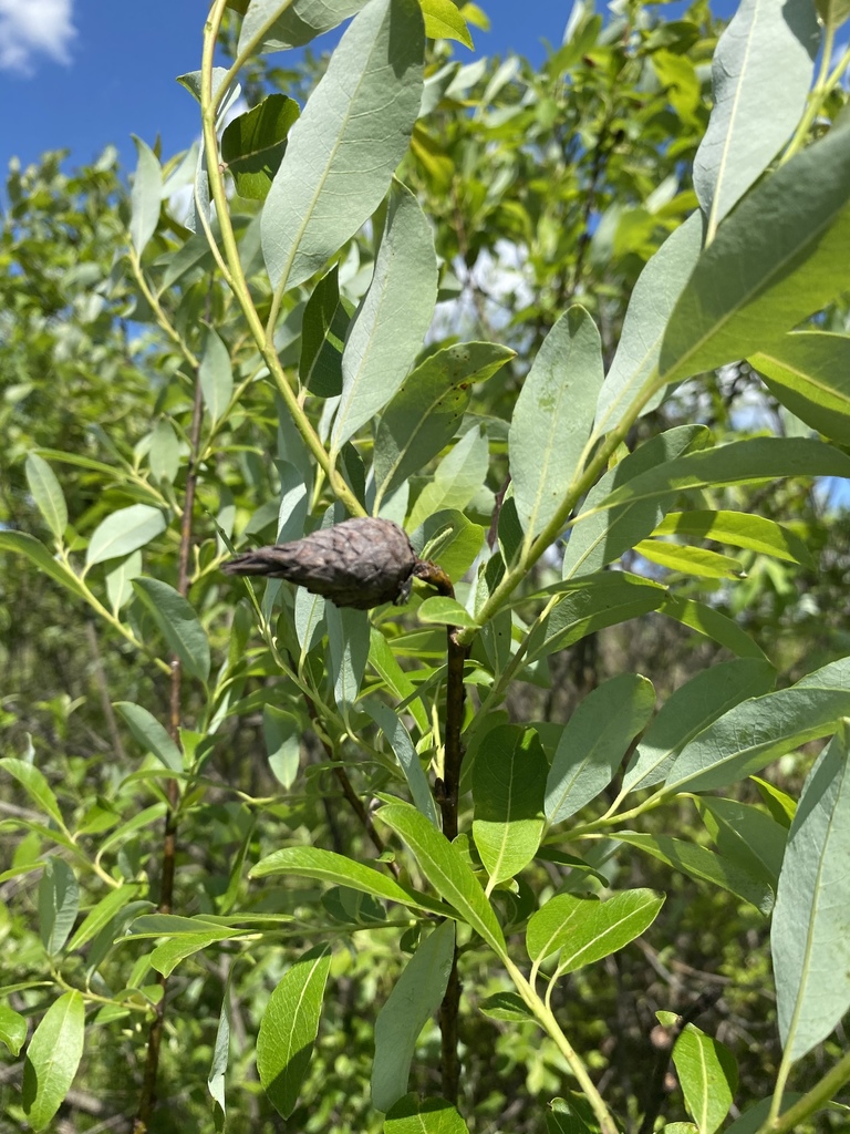 Willow Pinecone Gall Midge from Hardwick, NJ, US on May 30, 2020 at 03: ...