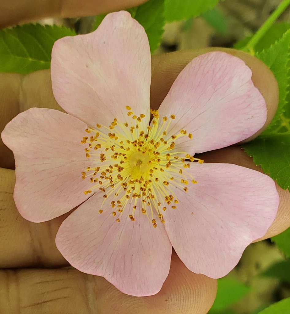 climbing prairie rose in May 2020 by Darrel Brown · iNaturalist