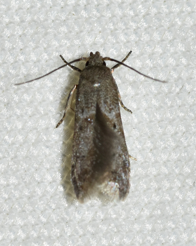 Acorn Moth from UV light, Sunset, LA 70584, USA on May 28, 2020 at 09: ...