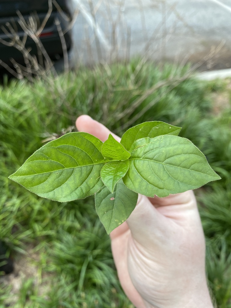Japanese Chaff Flower from Mason Mill Rd, Decatur, GA, US on May 30 ...