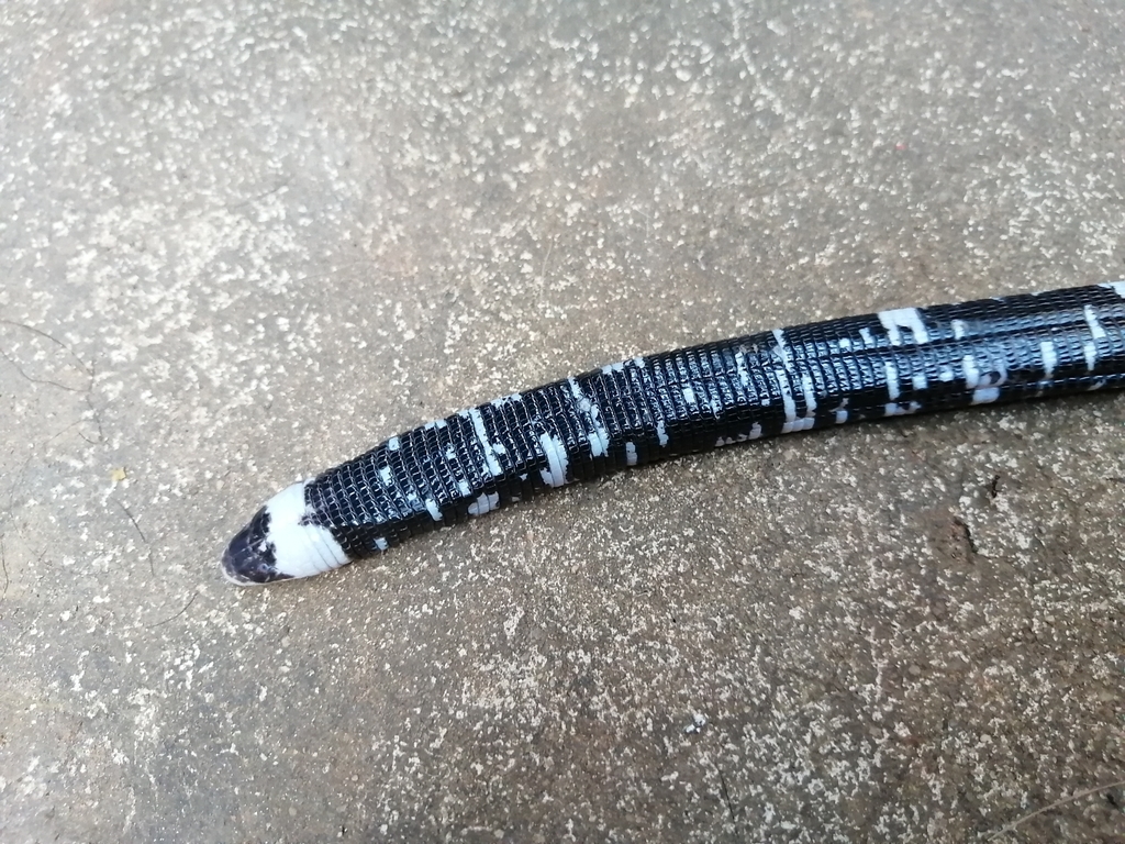 Black-and-white Worm Lizard from Riberalta, Bolivia on May 30, 2020 at ...