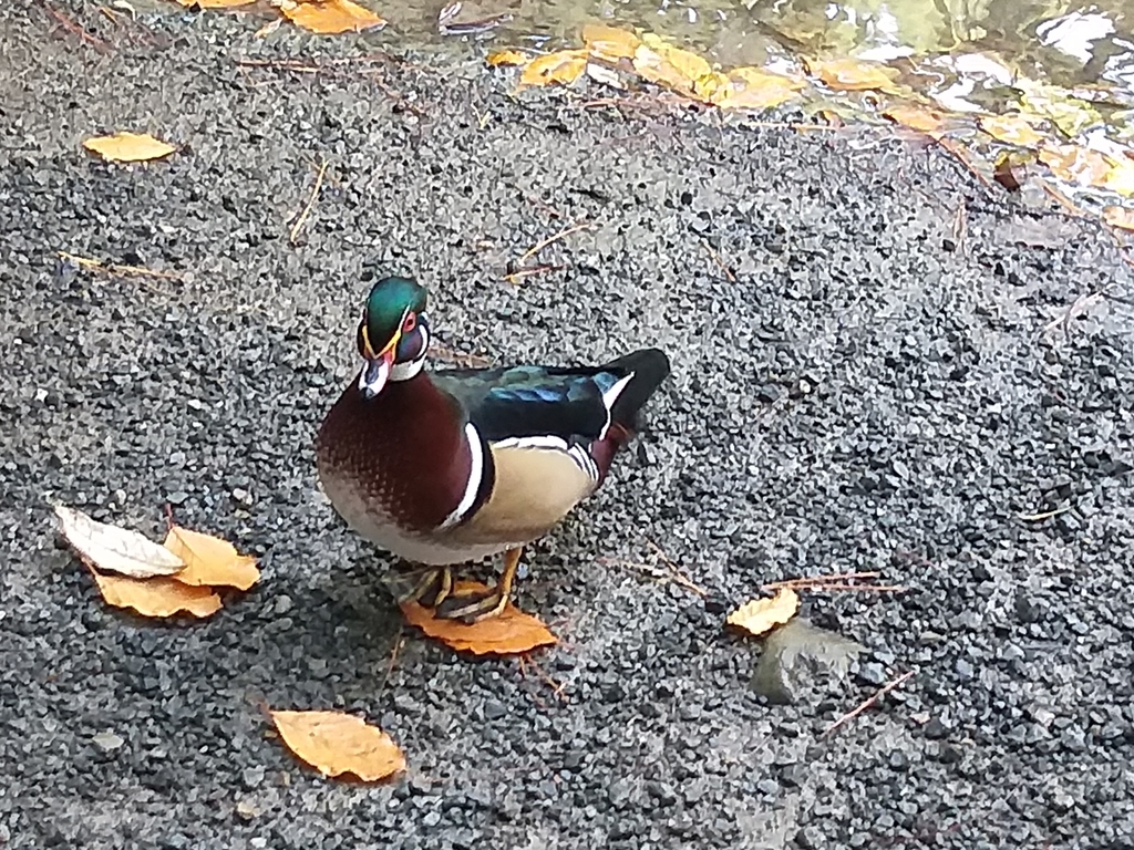 Wood and Mandarin Ducks from Akatarawa Valley, Upper Hutt 5372, New ...