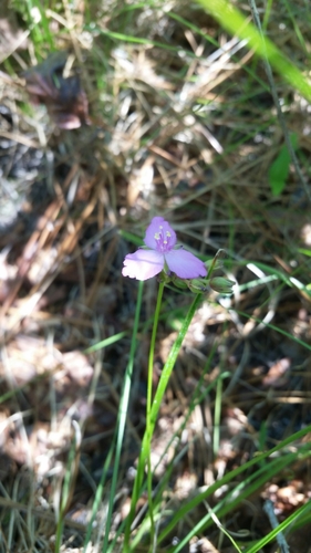 common roseling (Callisia rosea) · iNaturalist