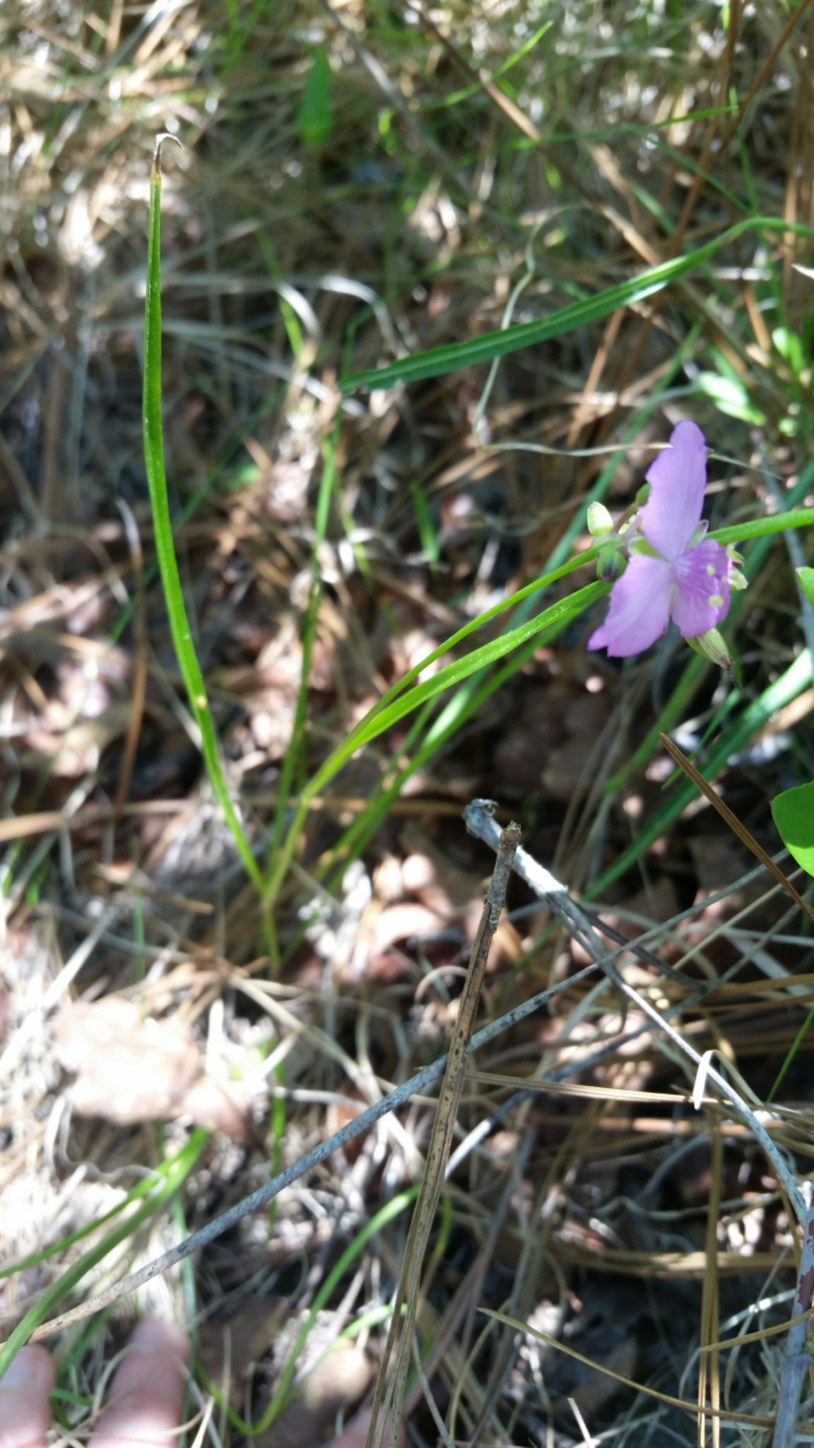 Callisia rosea (Vent.) D.R.Hunt