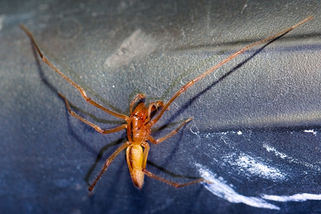 Entelegyne Spiders from Melbourne VIC, Australia on April 19, 2020 at ...